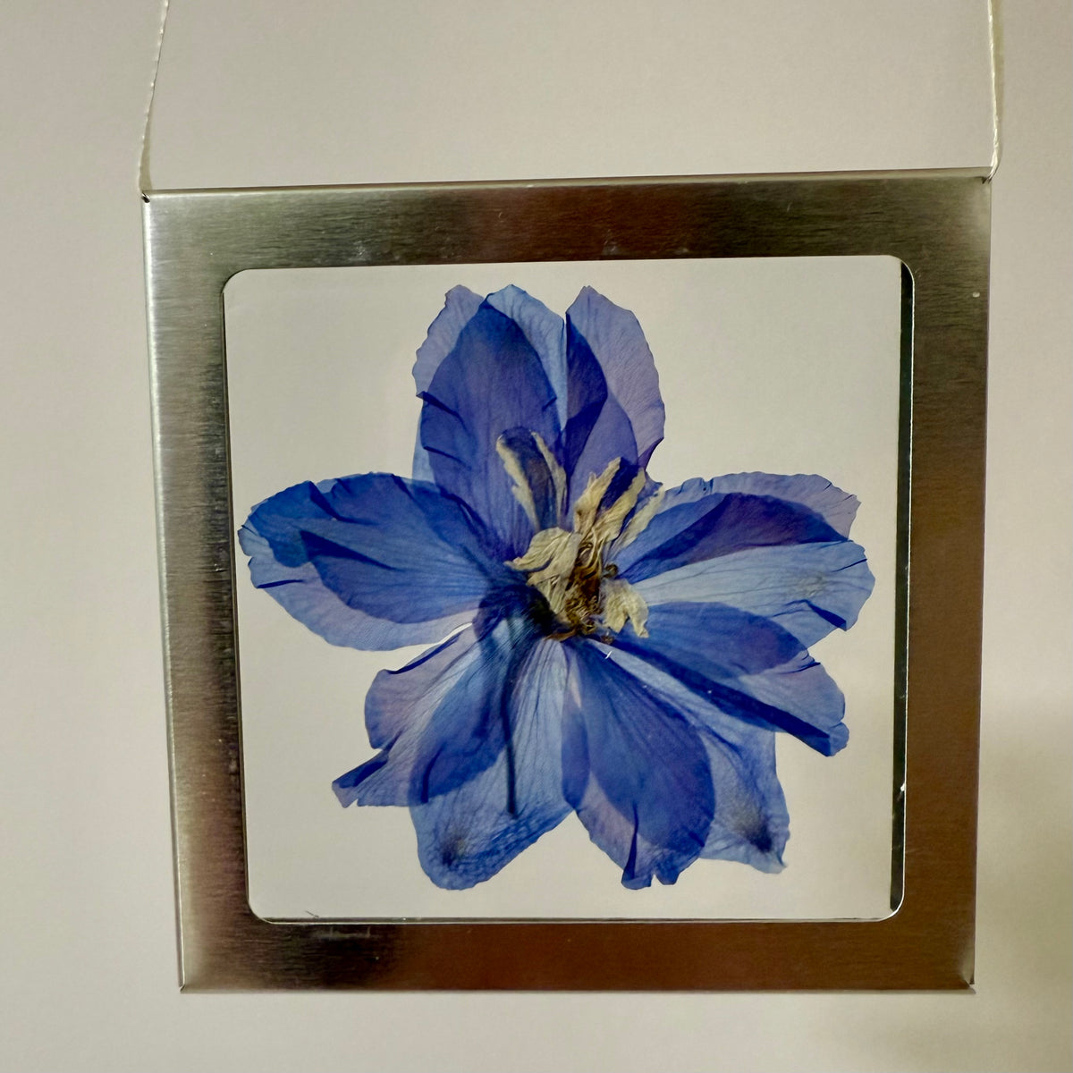 Nature Windows: Single Flower – Beyond the Fold